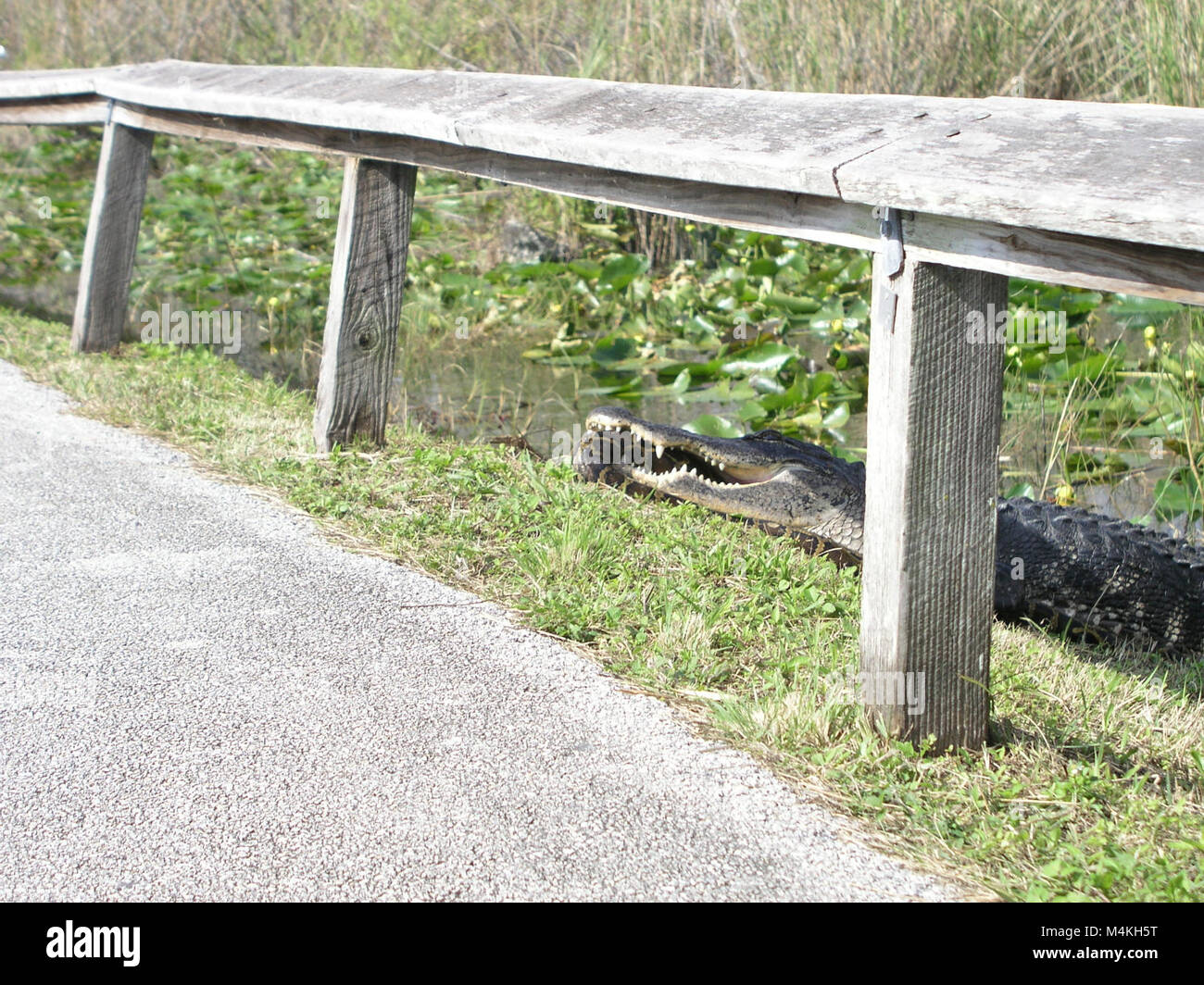 Gator vs Python Stock Photo - Alamy