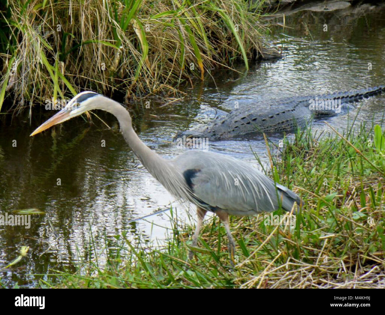Great Blue Heron and gator Stock Photo - Alamy