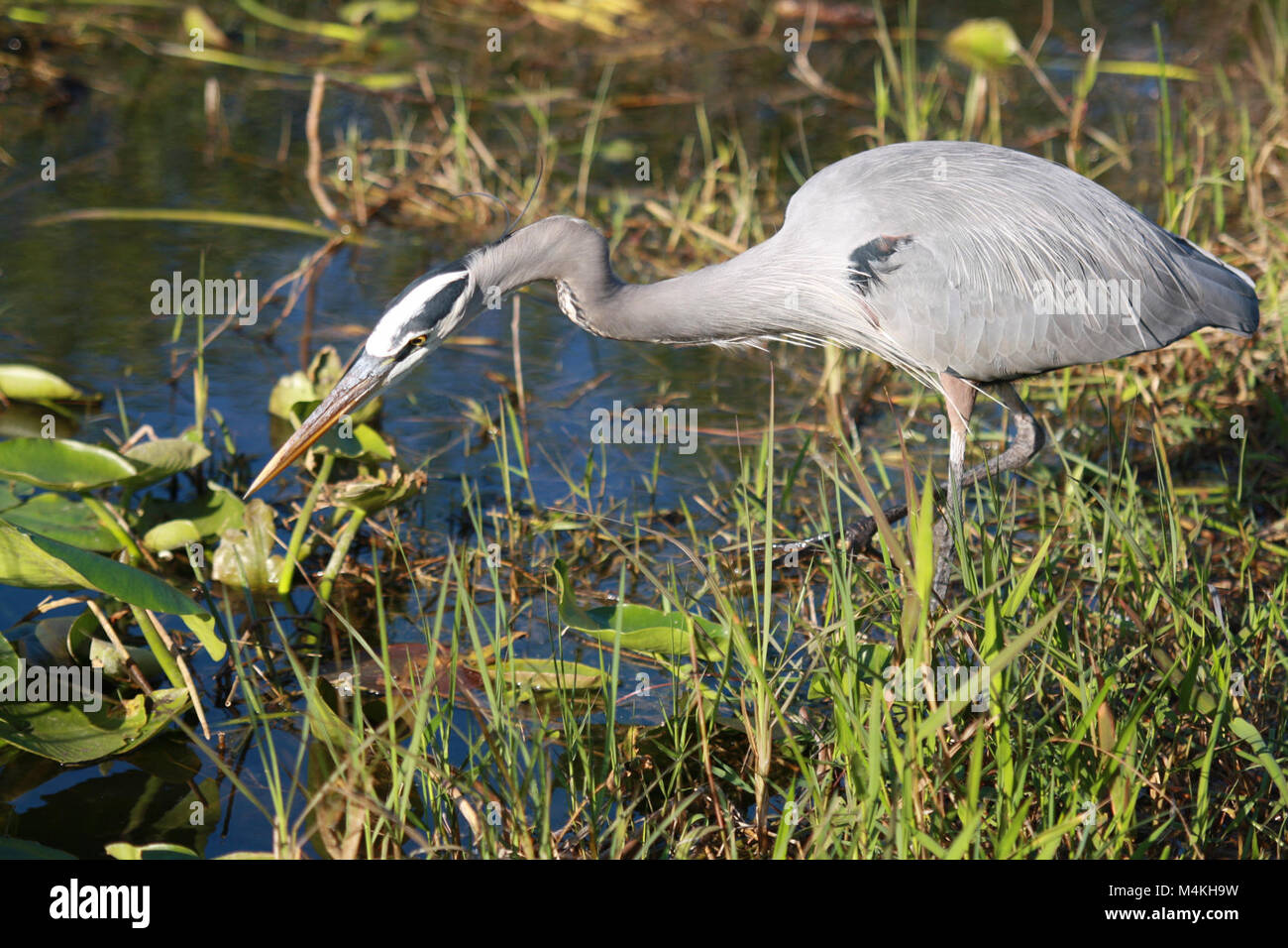 Great Blue Heron hunting Stock Photo - Alamy