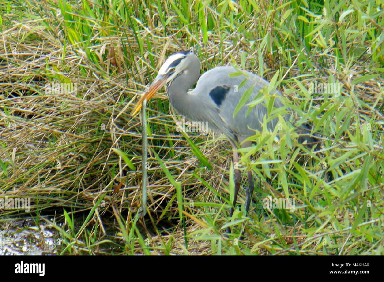 Great Blue Heron with Snake Stock Photo - Alamy