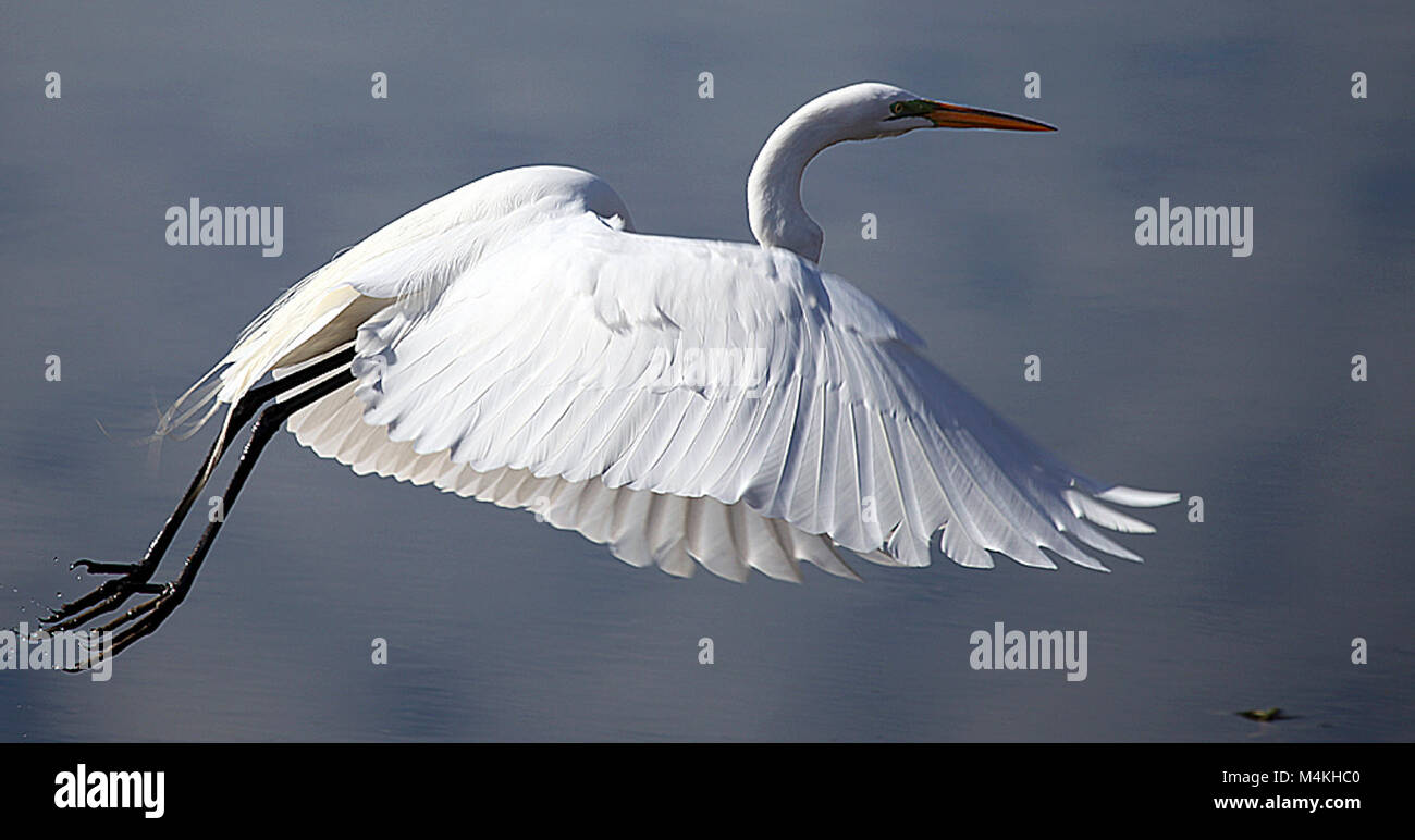 Great Egret Flying Stock Photo - Alamy