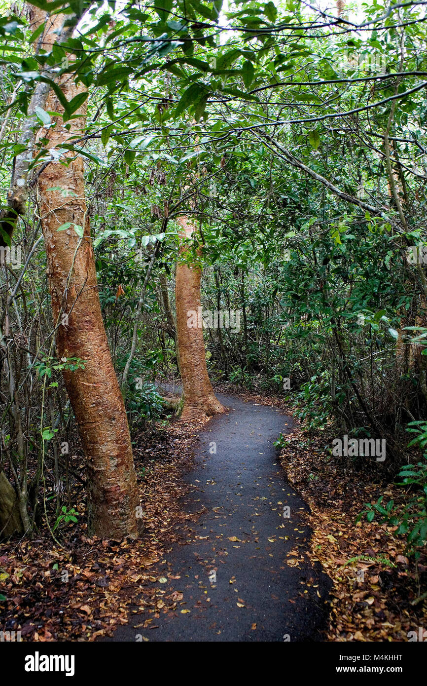gumbo limbo trail Stock Photo - Alamy
