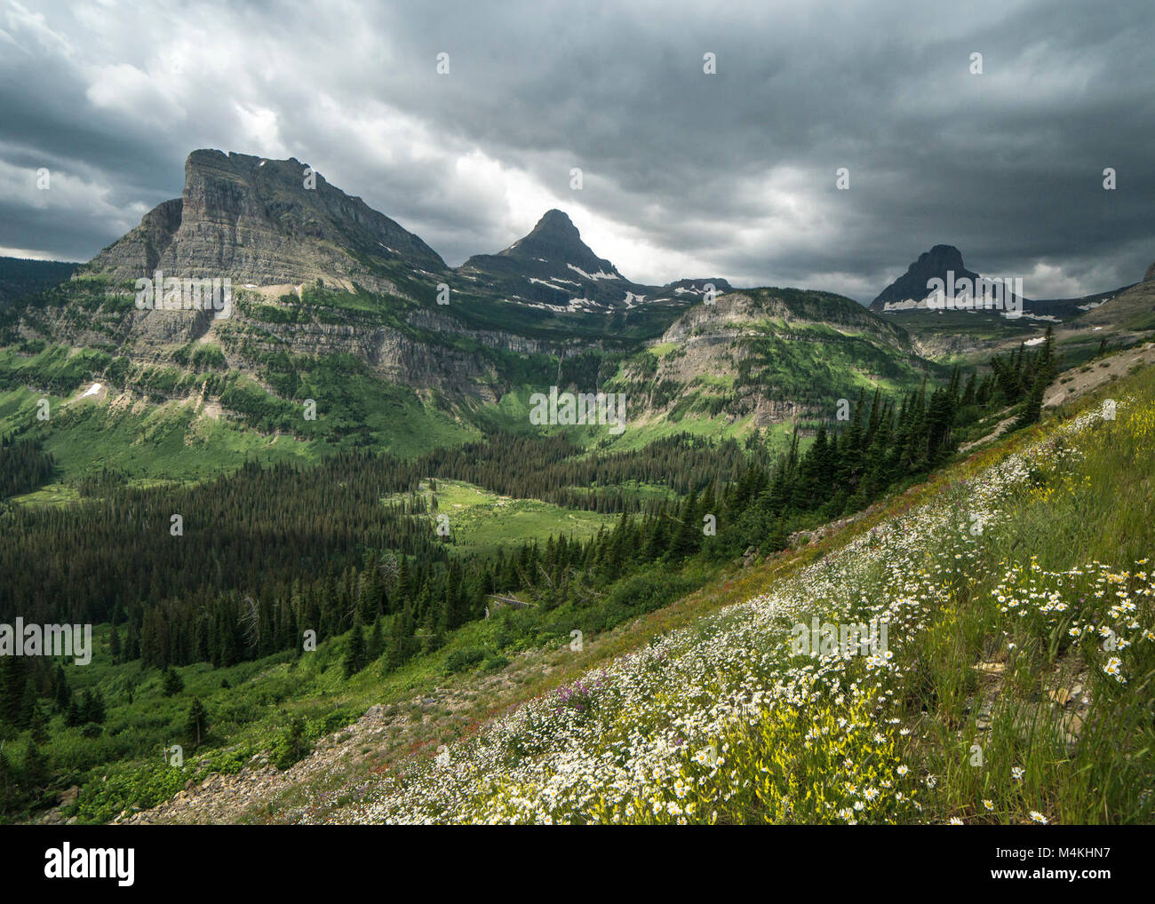 Heavy Runner Mountain- Wildflowers Stock Photo - Alamy