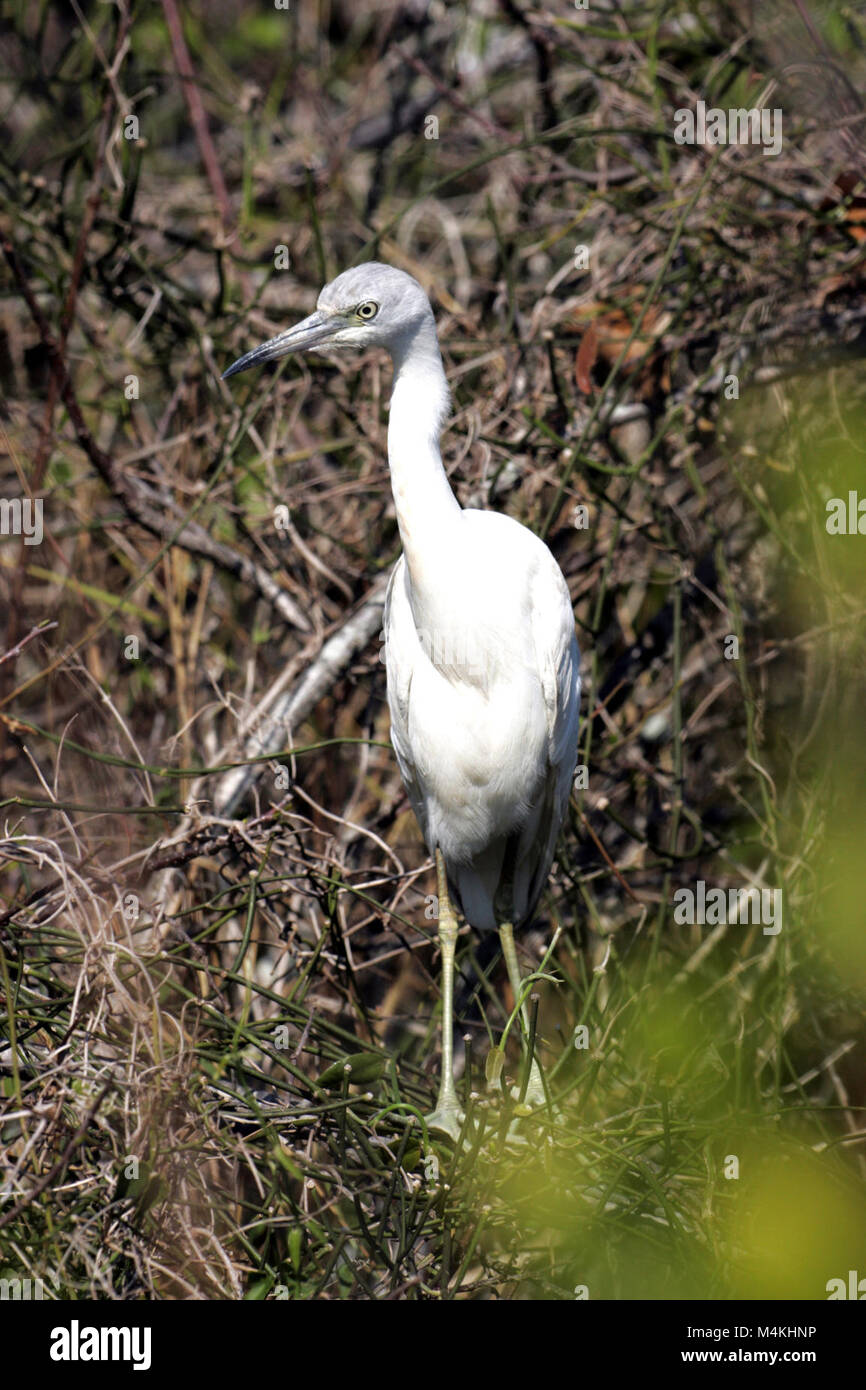 Heron Little Blue Immature Stock Photo - Alamy