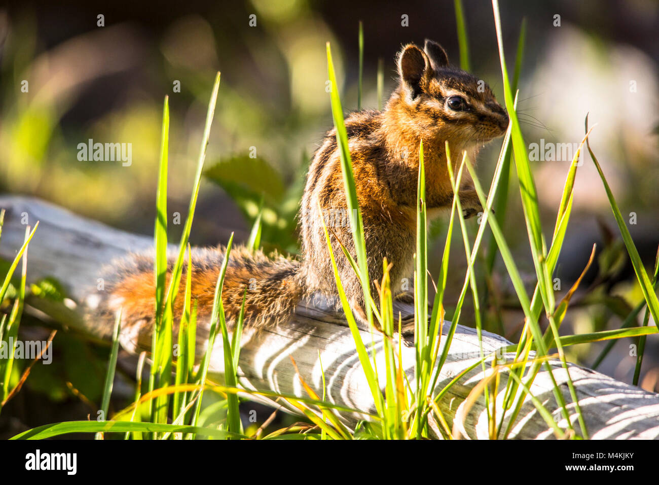 Wildlife and activities at Glacier National Park Stock Photo - Alamy