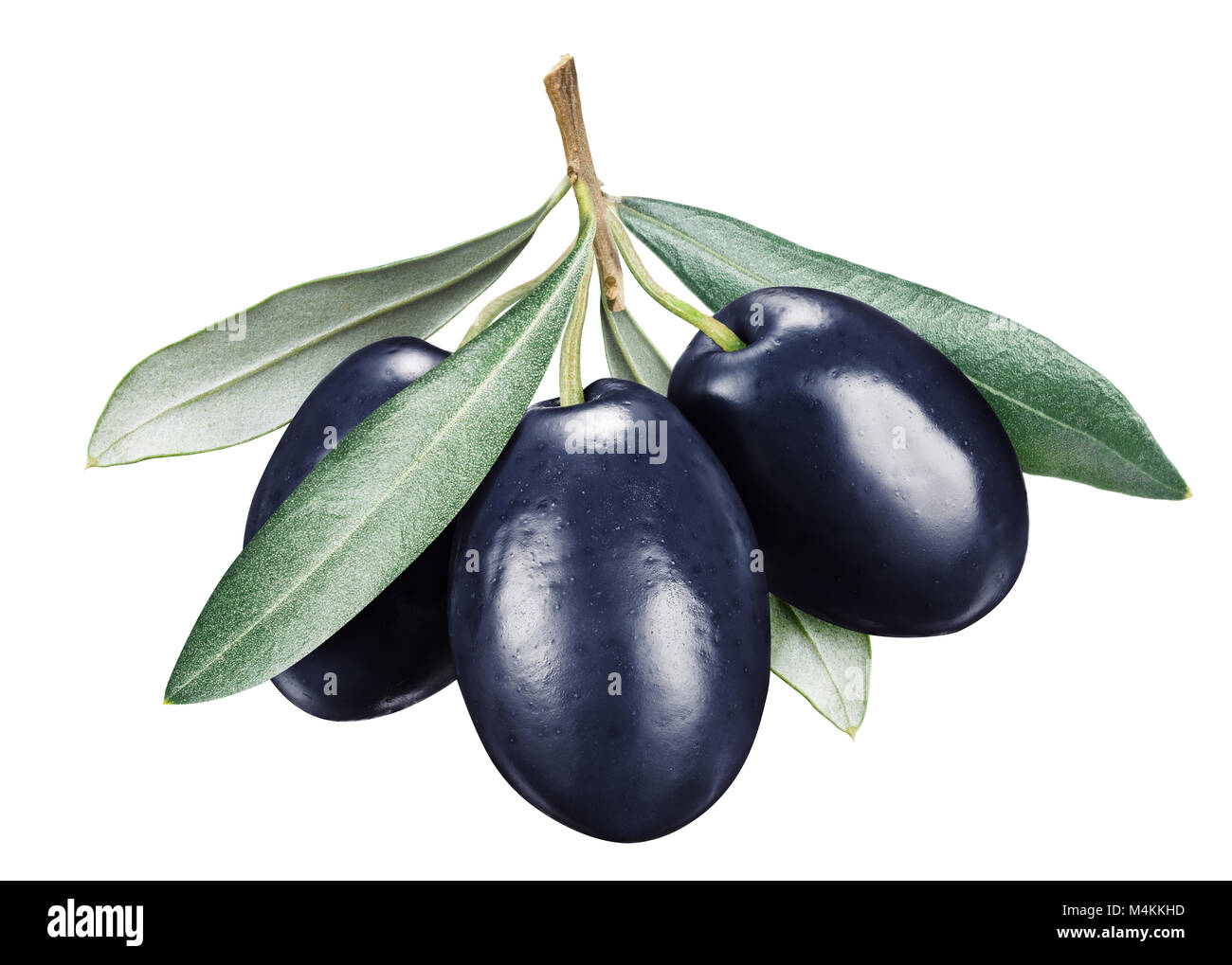 Three black ripe olive berries with leaves. File contains clipping path ...