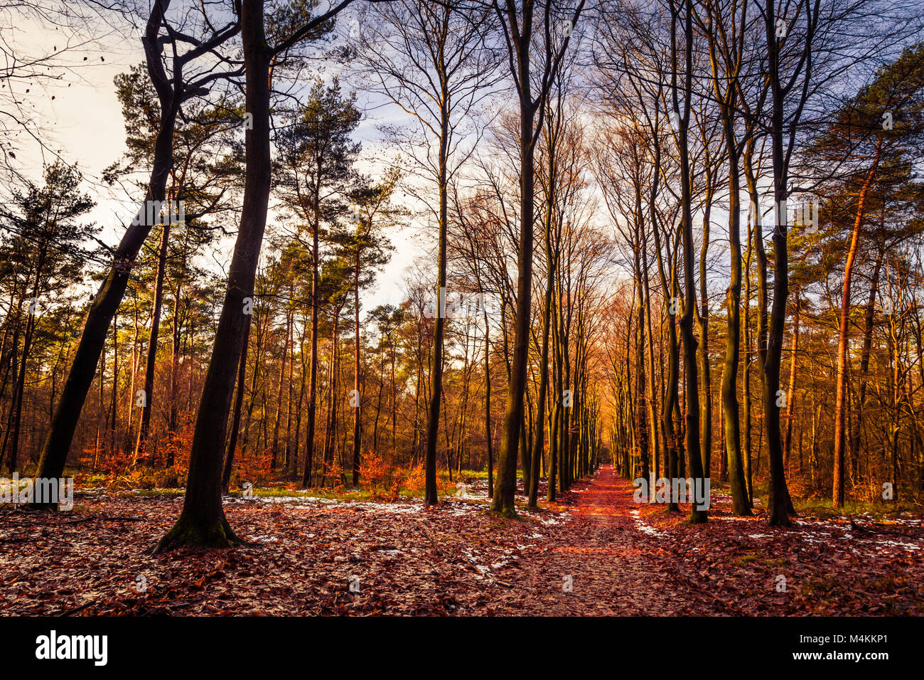 Golden forest during fall Stock Photo - Alamy