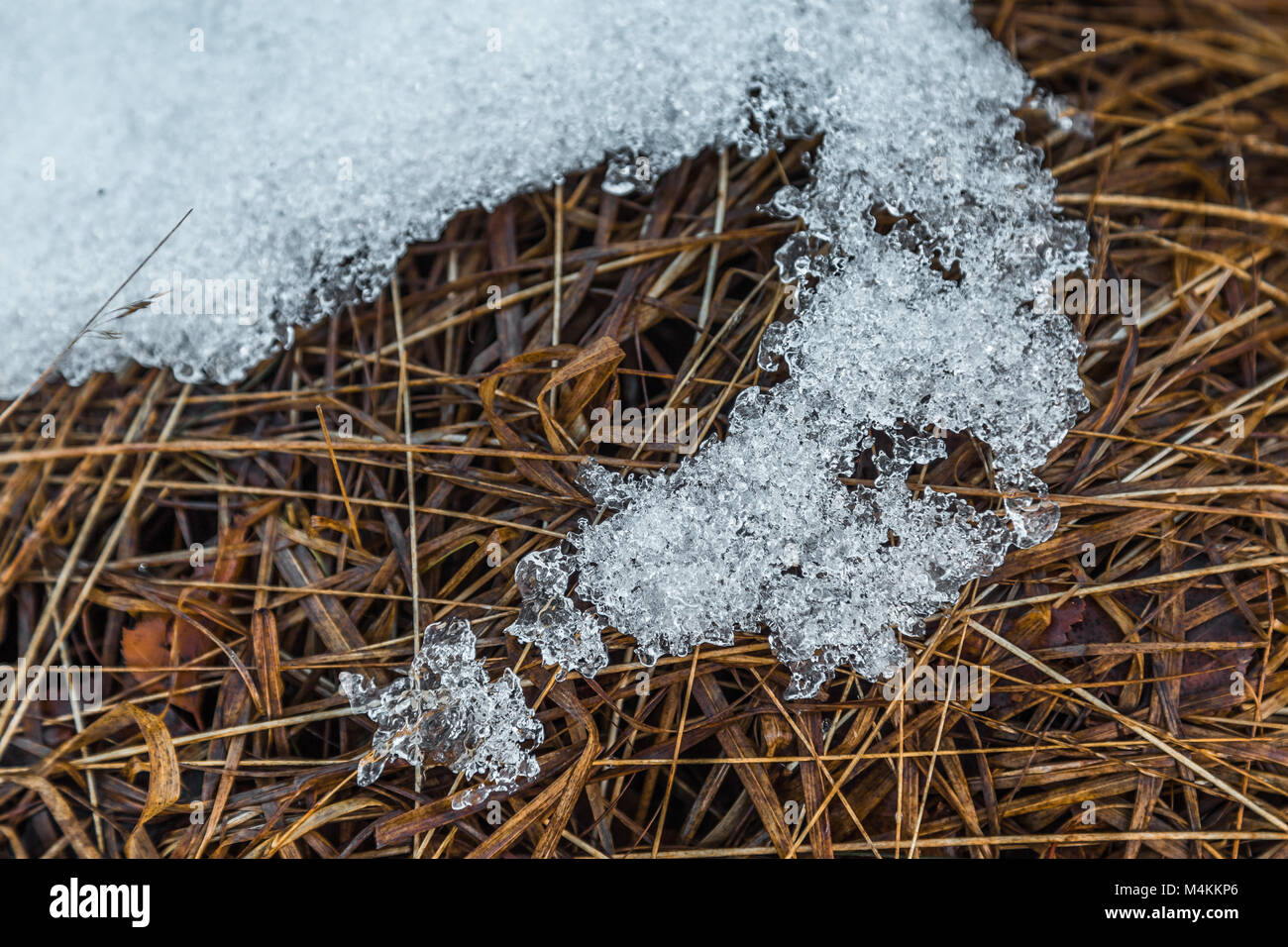 Melting snow in the forest Stock Photo - Alamy