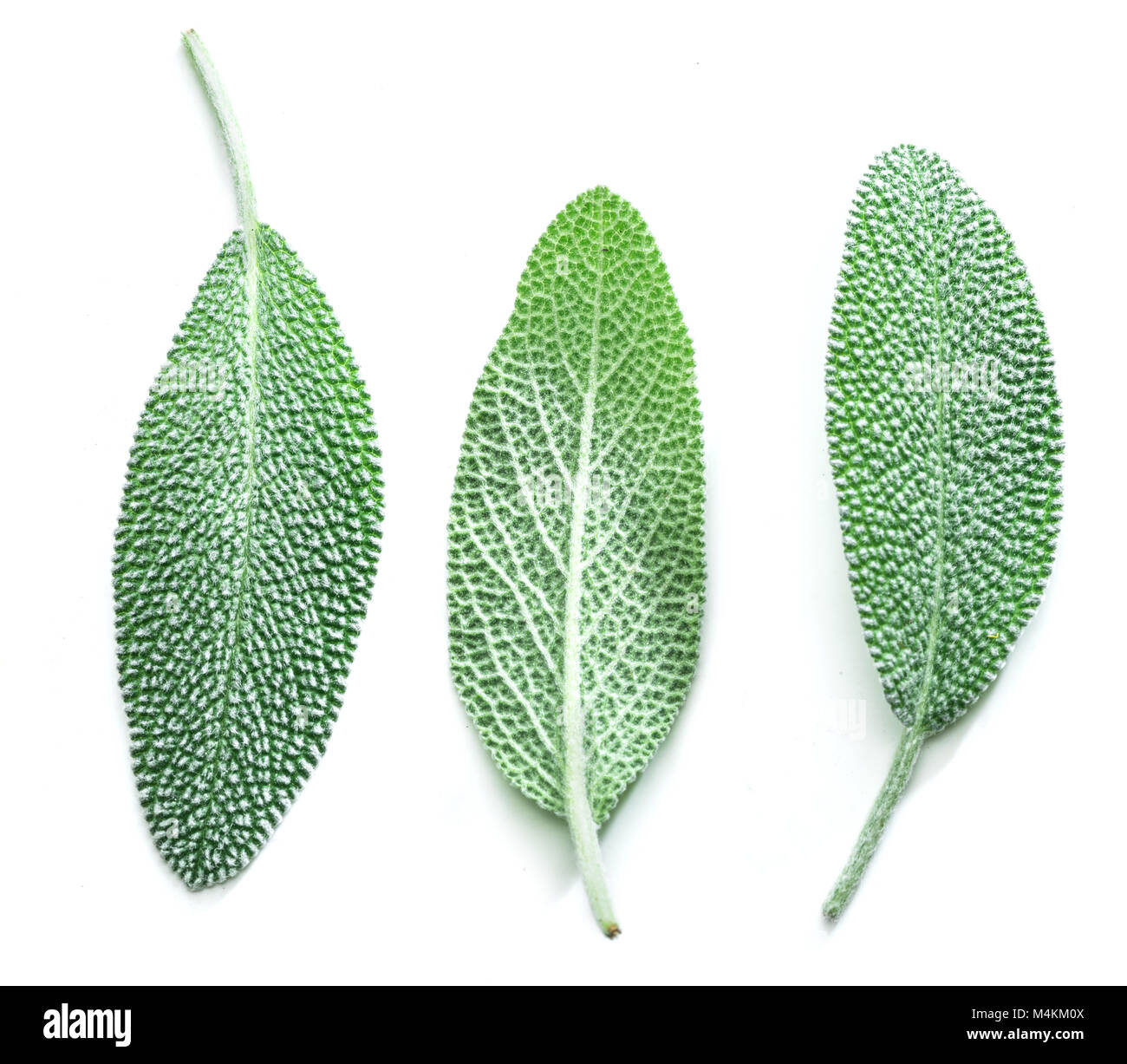 Fresh velvet leaves of garden sage on the white background Stock Photo ...