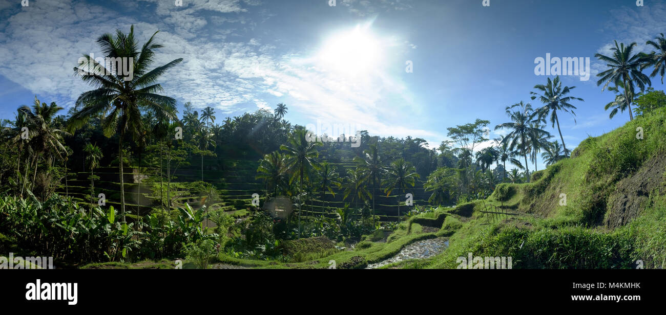Malaysia rice field terraced hi-res stock photography and images - Alamy