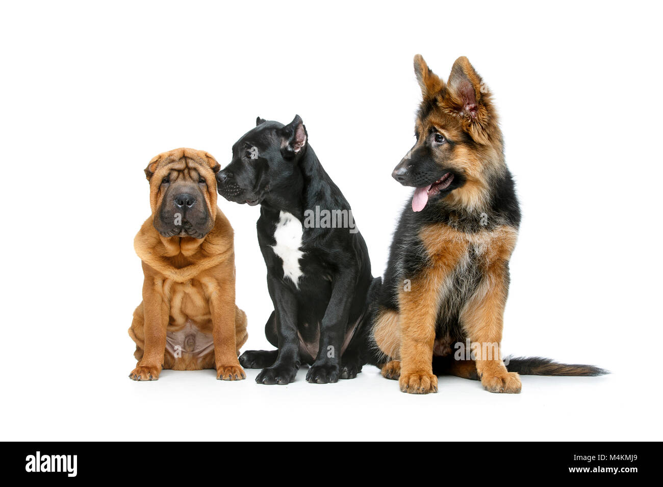 Three boxer dogs hi-res stock photography and images - Alamy