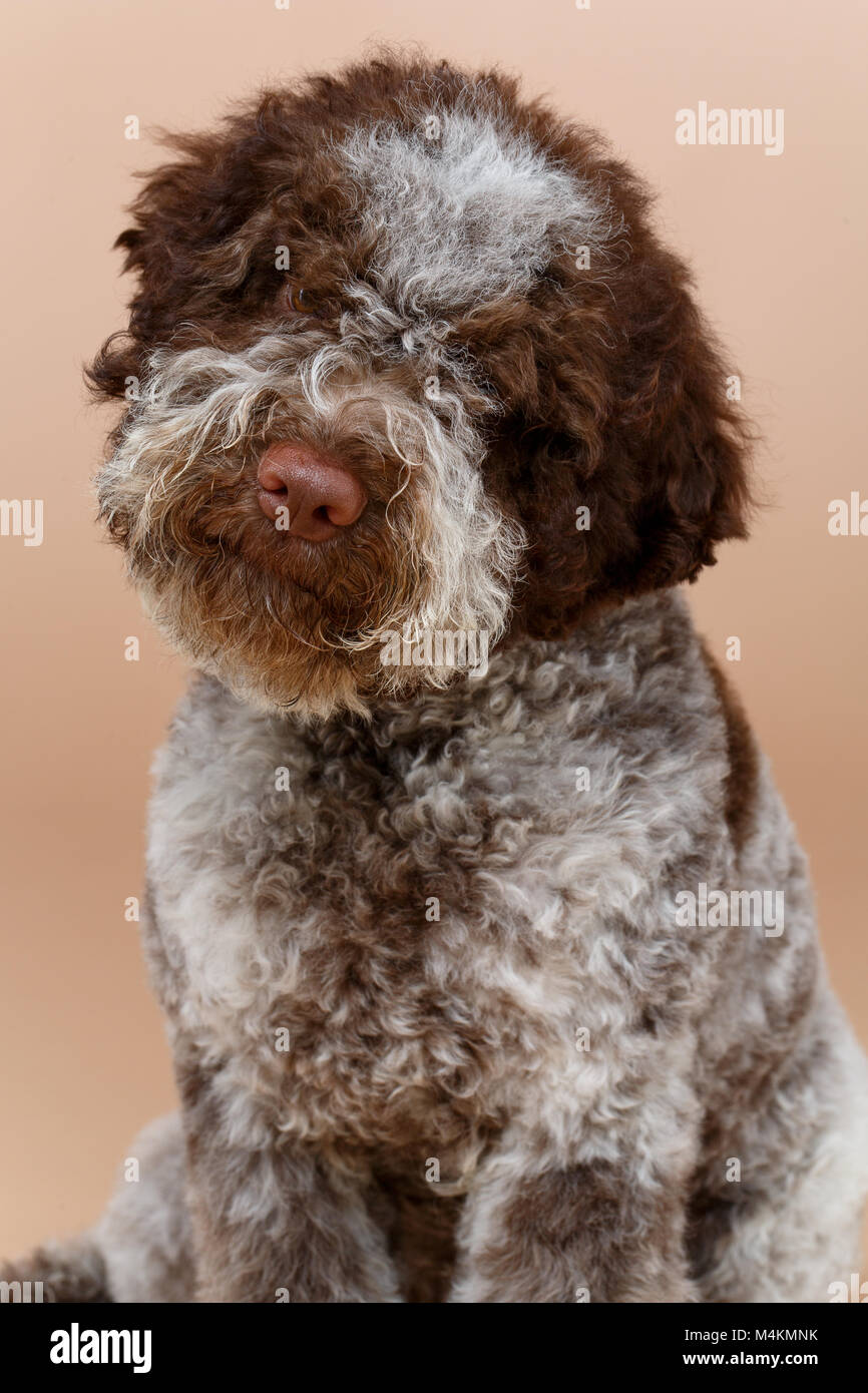 beautiful brown fluffy puppy Stock Photo - Alamy
