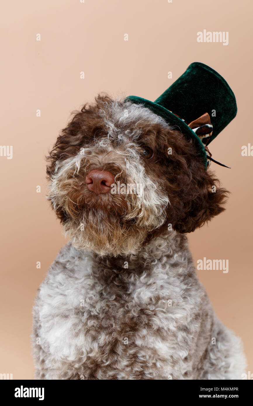 beautiful brown fluffy puppy Stock Photo - Alamy