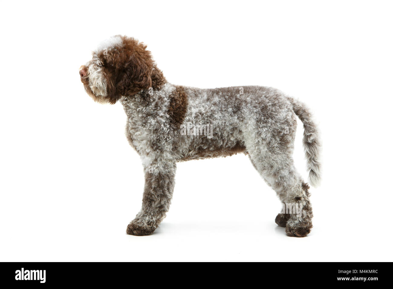 beautiful brown fluffy puppy Stock Photo - Alamy