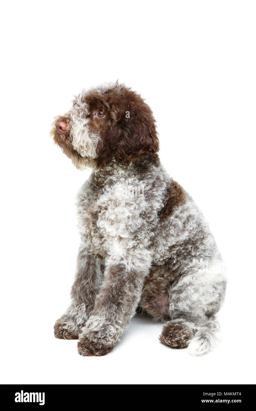 beautiful brown fluffy puppy Stock Photo - Alamy