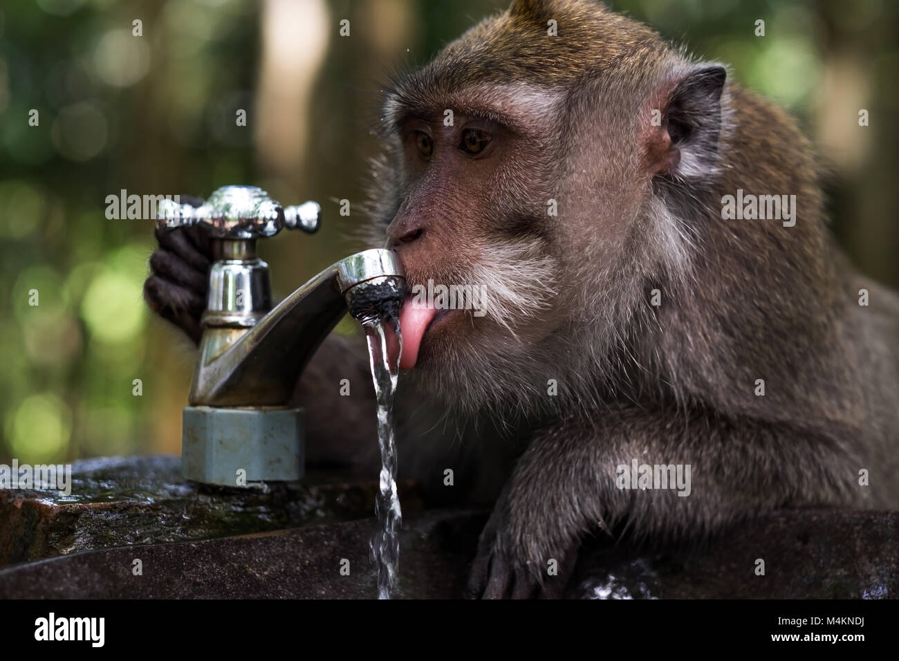 Cute monkey drinking hi-res stock photography and images - Alamy