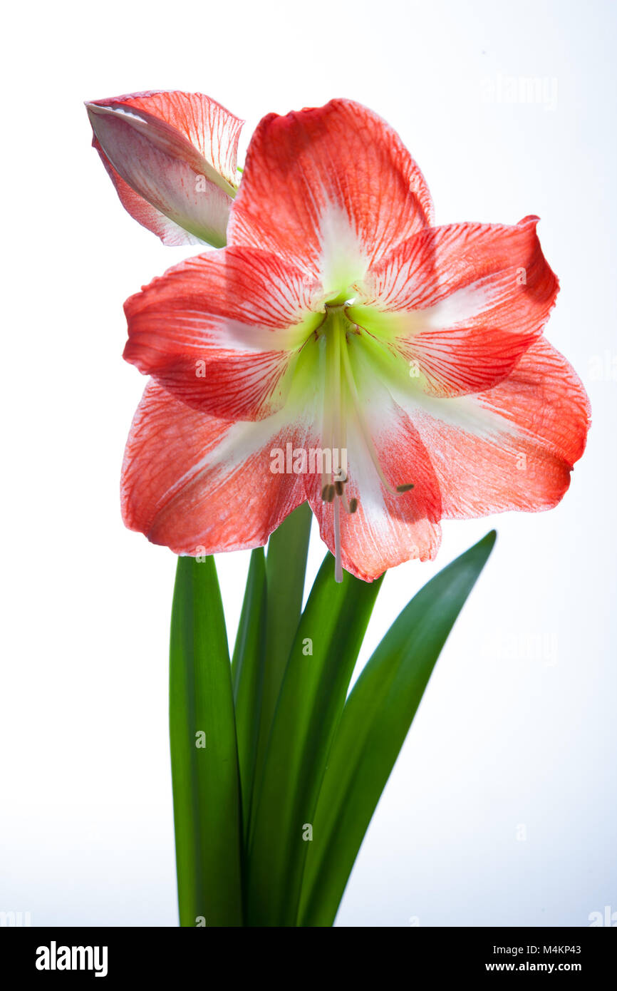 'Minerva' Hippeastrum, Amaryllis (Hippeastrum x hortorum Stock Photo ...