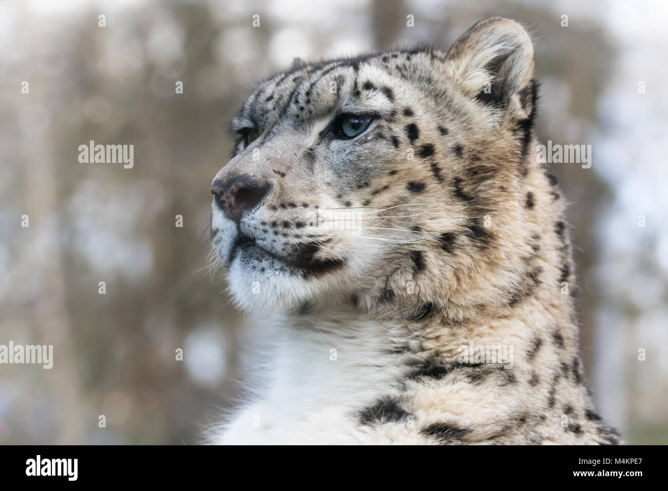 Alert and watchful adult snow leopard in sunlight portrait Stock Photo ...