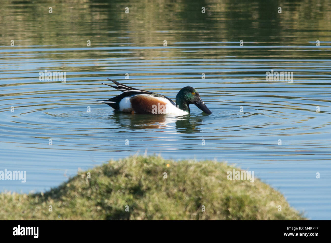 Shoveller duck hi-res stock photography and images - Alamy