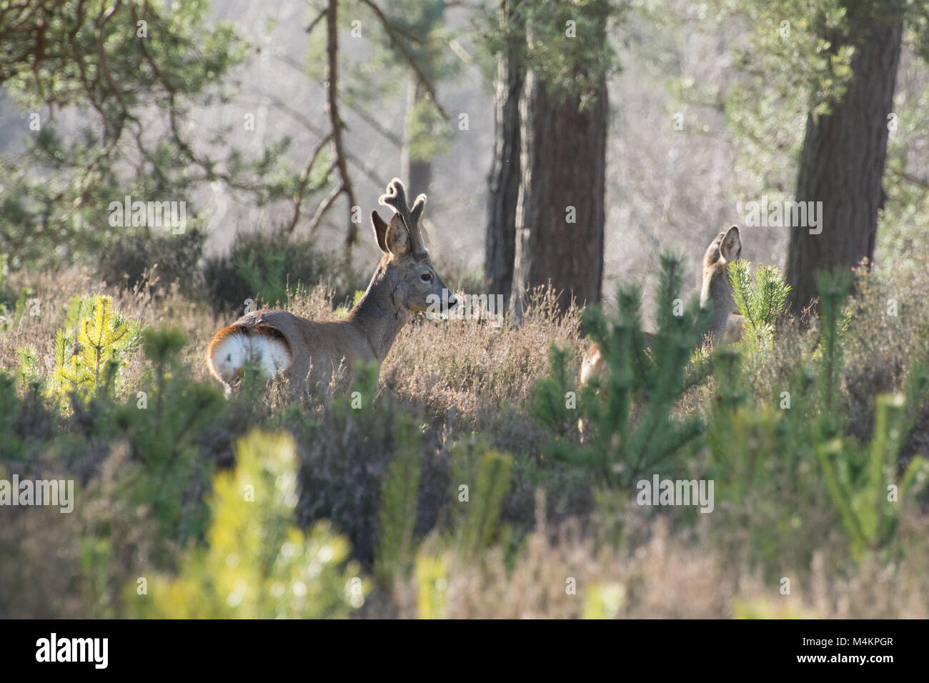 Male roe deer, also called roebuck (Capreolus capreolus) among heather ...