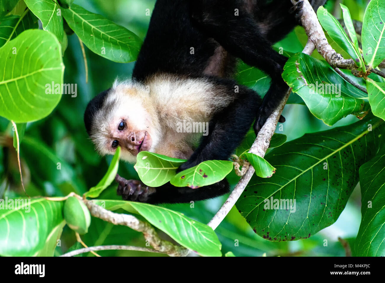 Cebus monkey in a tree in the jungle in central america Stock Photo - Alamy