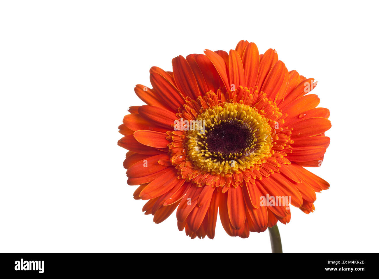 Garberra Flower isolated on white Stock Photo - Alamy