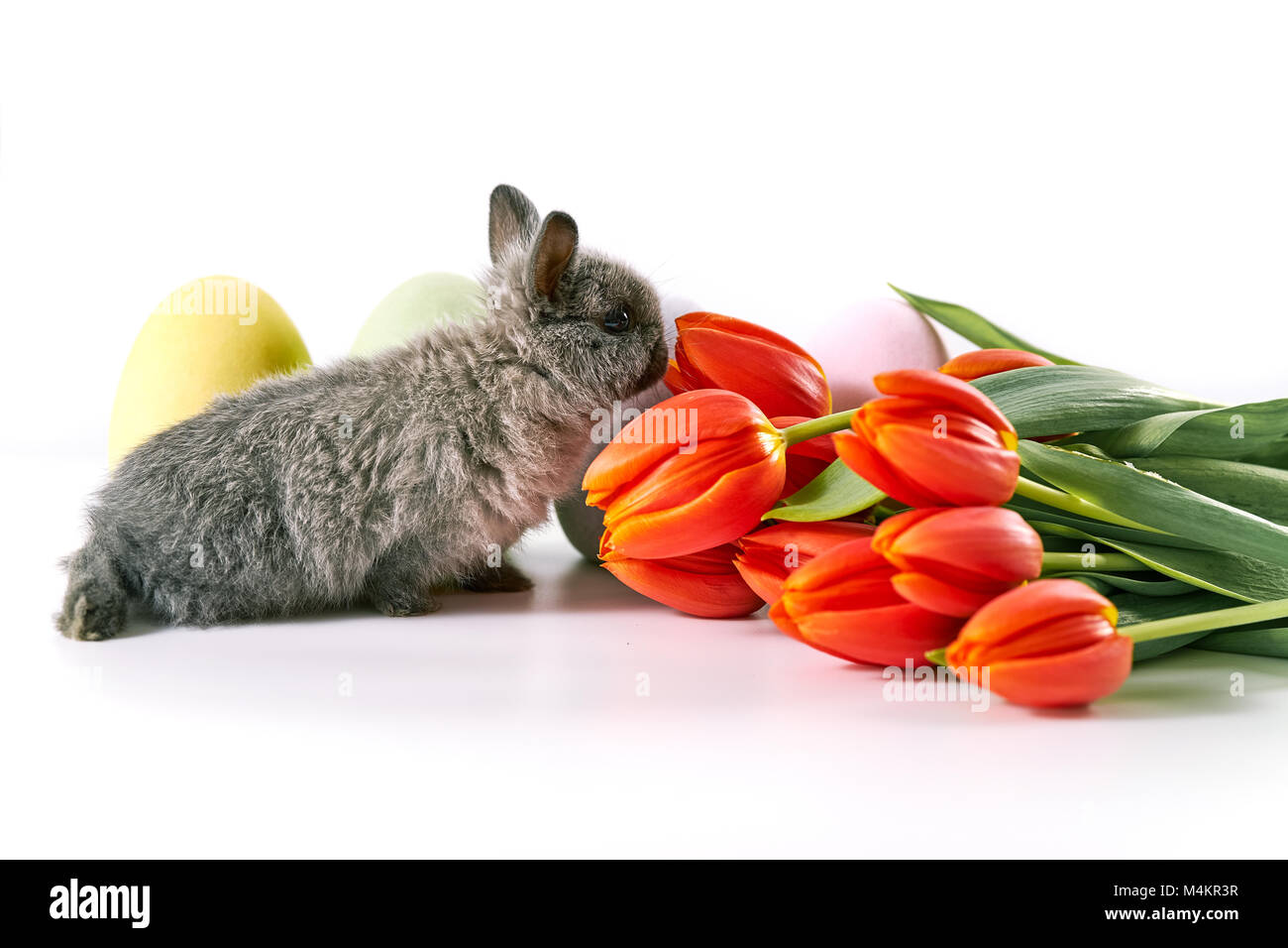 Baby rabbit with tulips Stock Photo - Alamy