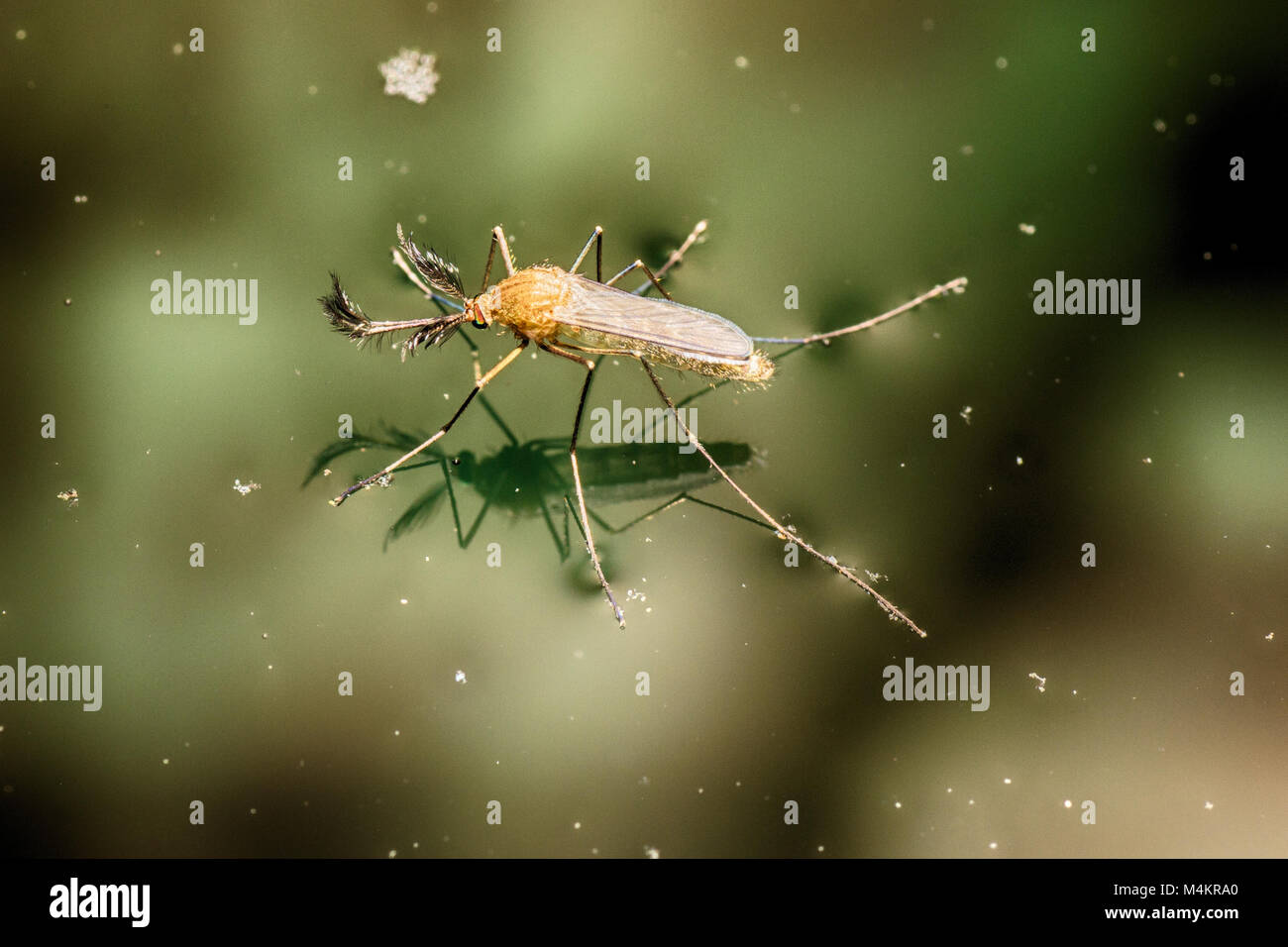 Insect hatch water hi-res stock photography and images - Alamy