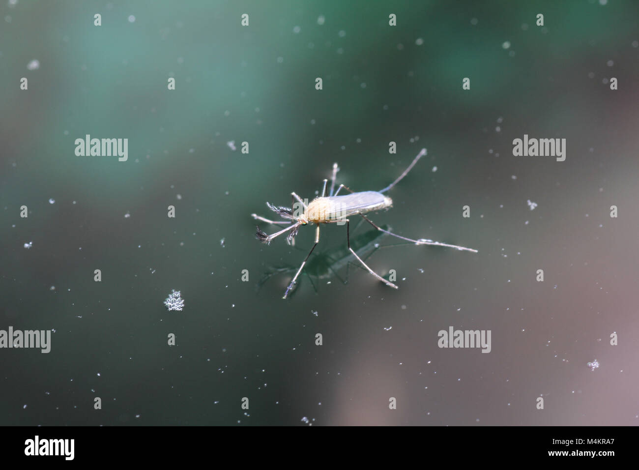 Mosquitoes are insects and live in the water until they hatch and then ...