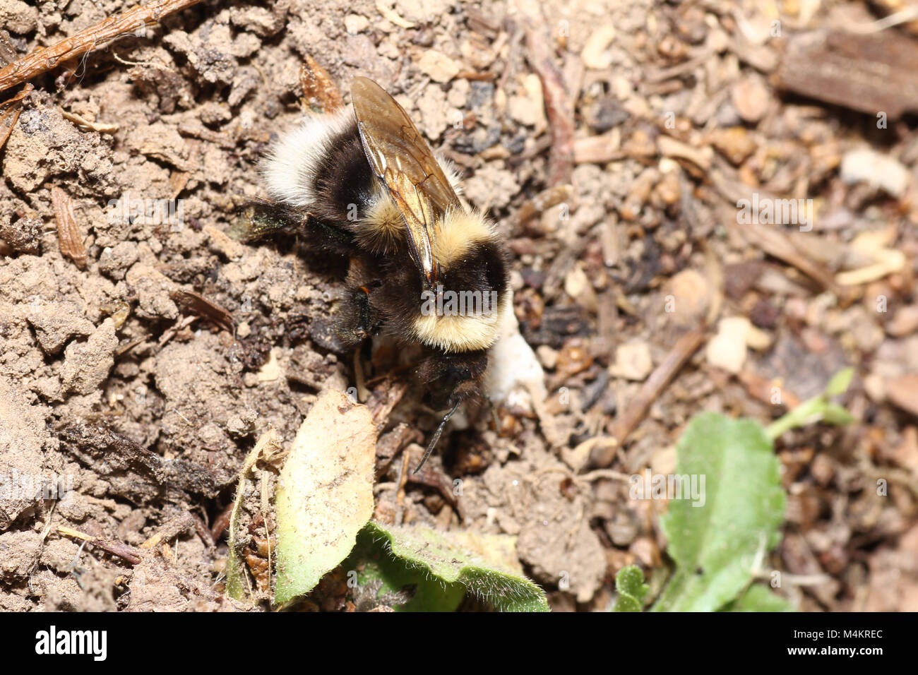 The bumblebee is one of the true bees of the state-forming insects ...