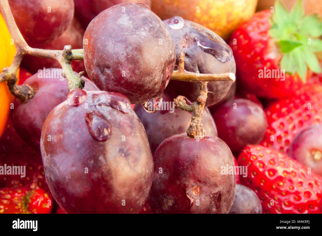 Artistic vegetable focus hi-res stock photography and images - Alamy