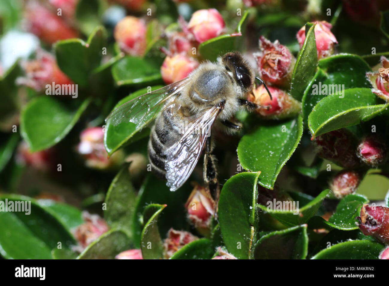 Wild Bees are all bee species of the superfamily with the exception of ...