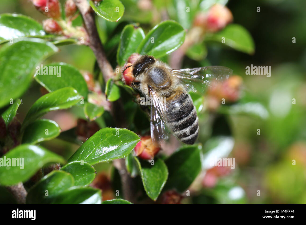 Wild Bees are all bee species of the superfamily with the exception of ...