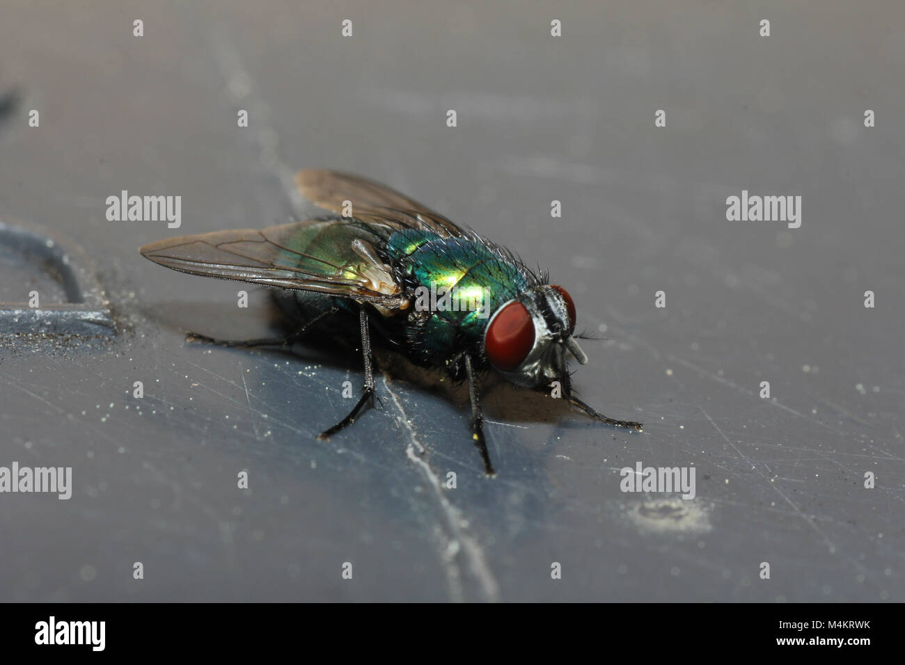 The fly has two subordinates of the two-winged bird while there are ...