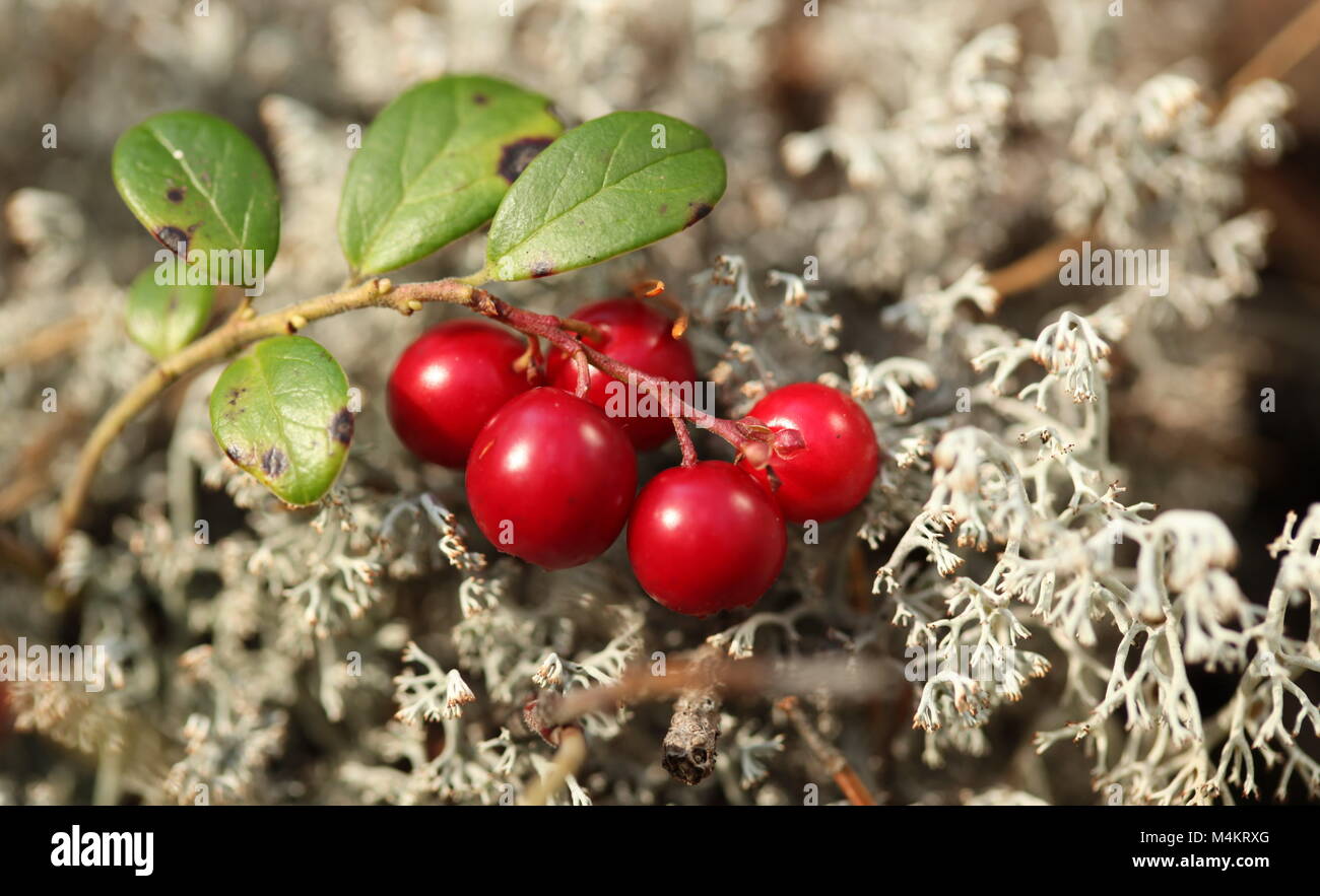 The Forest cranberries in nature Stock Photo - Alamy