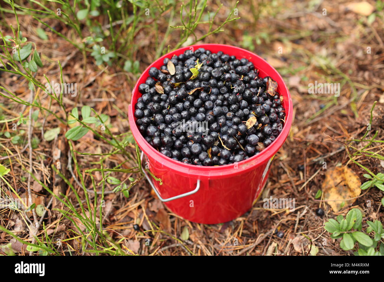The Full bucket of a fresh blueberries Stock Photo - Alamy