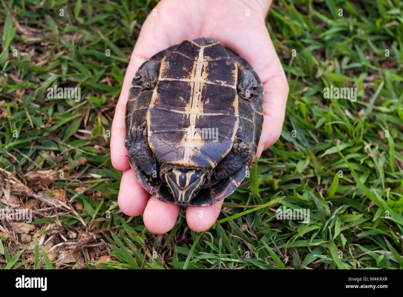 Hands and turtle hi-res stock photography and images - Alamy