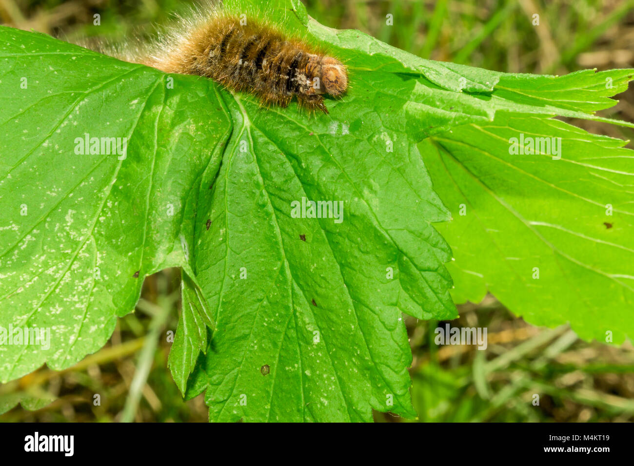 Fuzzy moth caterpillars hi-res stock photography and images - Alamy