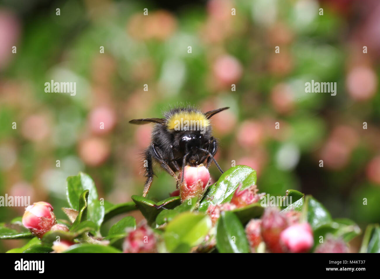 The bumblebee is one of the true bees of the state-forming insects ...