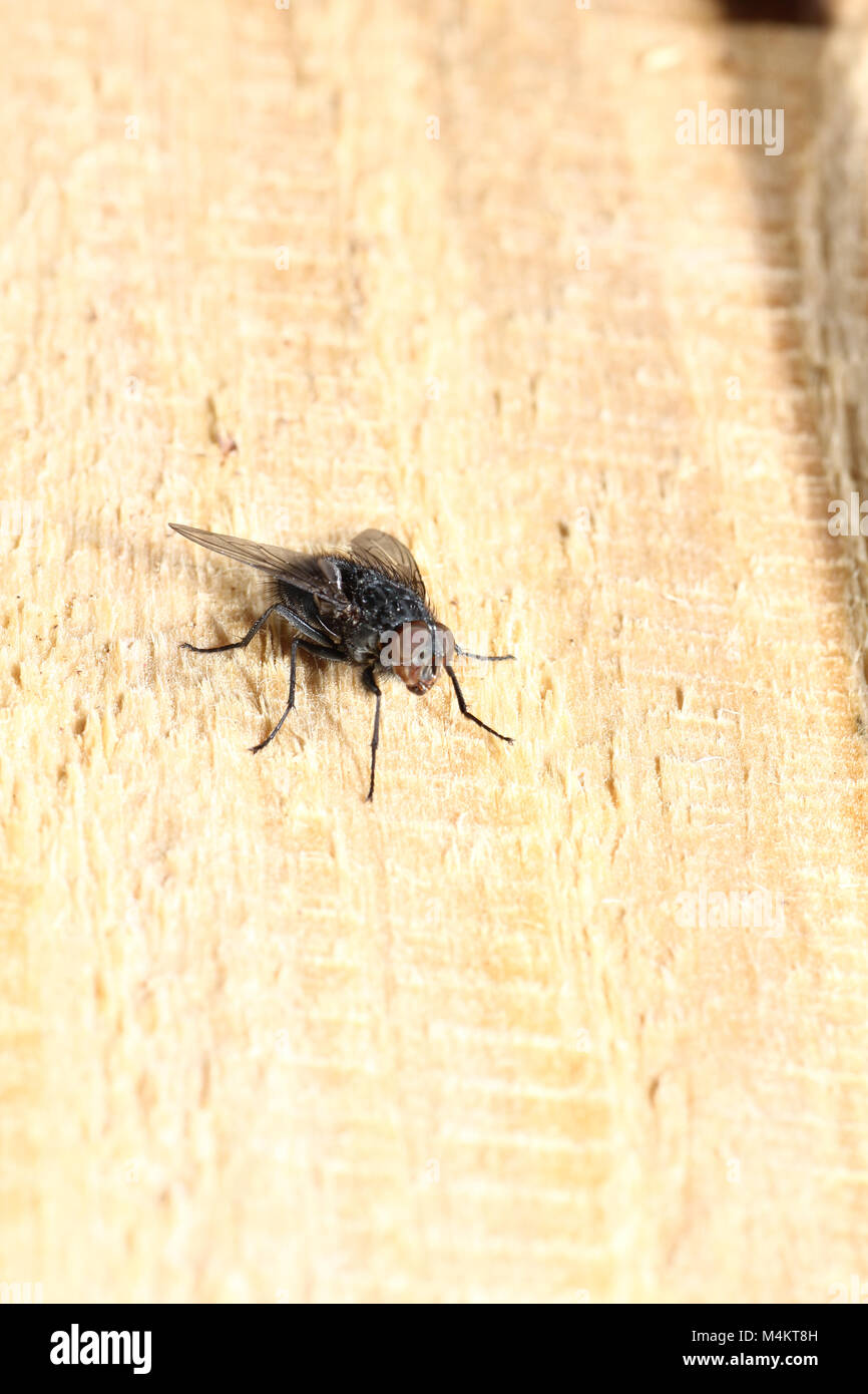 The fly has two subordinates of the two-winged bird while there are ...