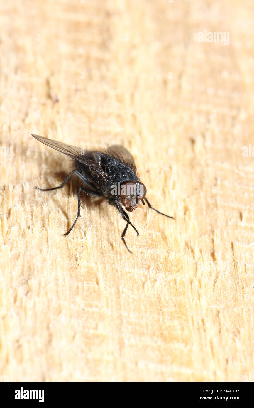 Wild Bees are all bee species of the superfamily with the exception of ...