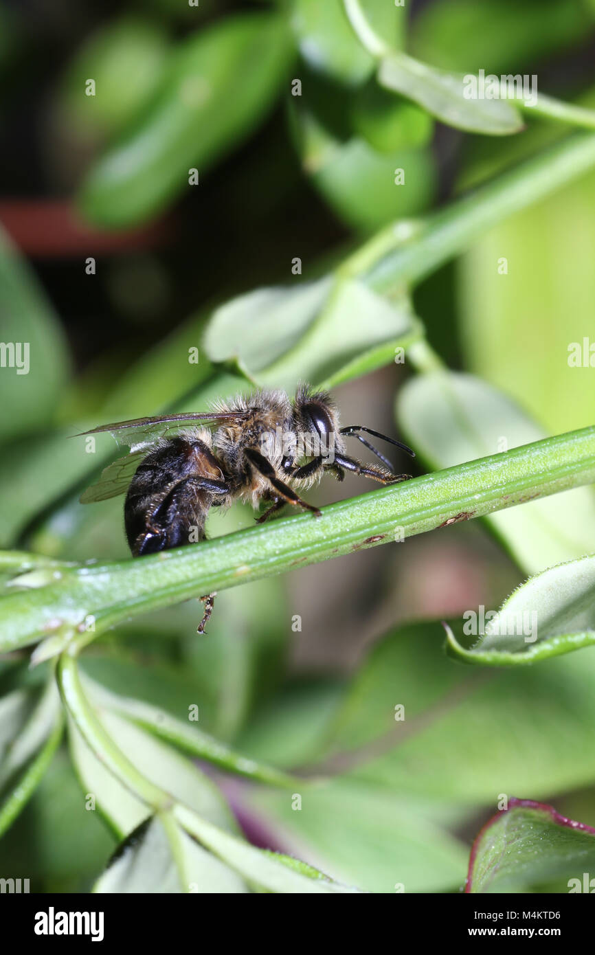 Wild Bees are all bee species of the superfamily with the exception of ...