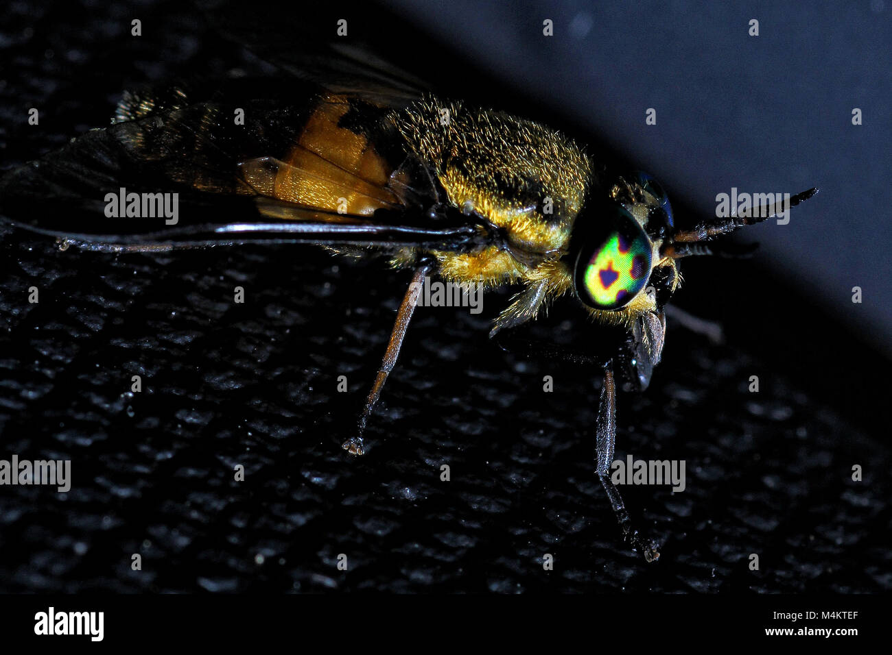 Mosquitoes are insects and live in the water until they hatch and then ...