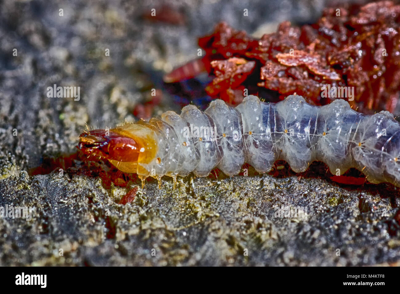 Mosquitoes are insects and live in the water until they hatch and then ...