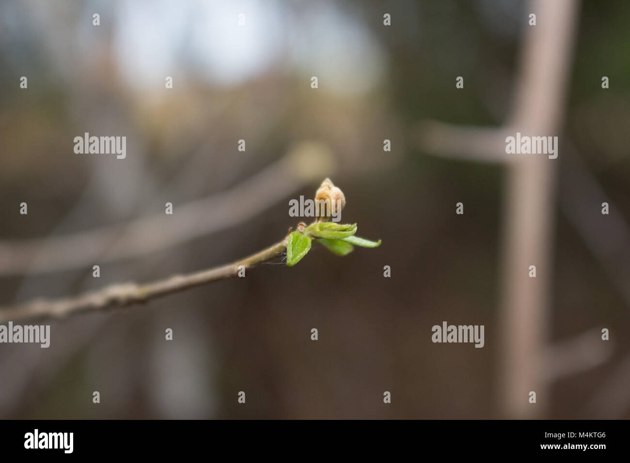 Cute bud hi-res stock photography and images - Alamy