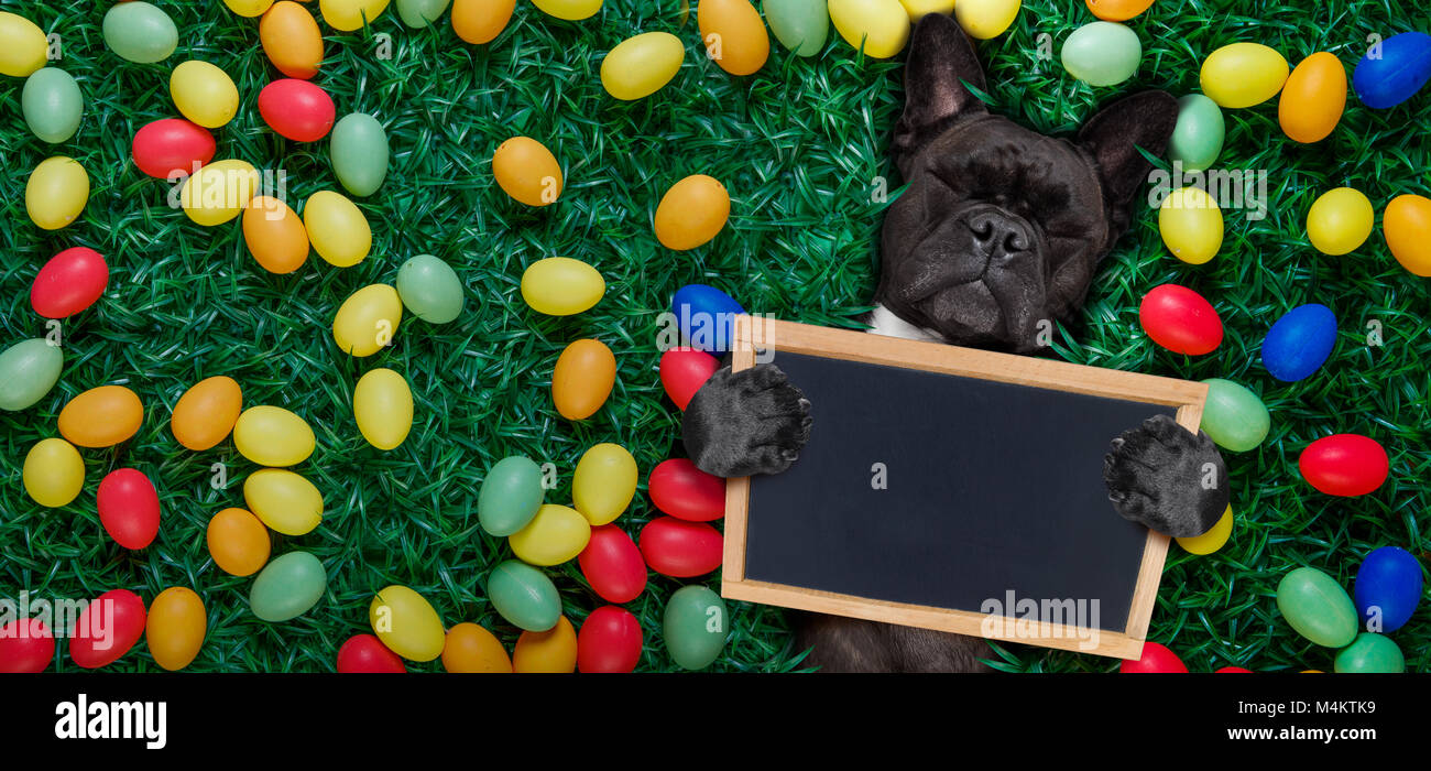 funny happy french bulldog easter bunny dog with a lot of eggs around ...