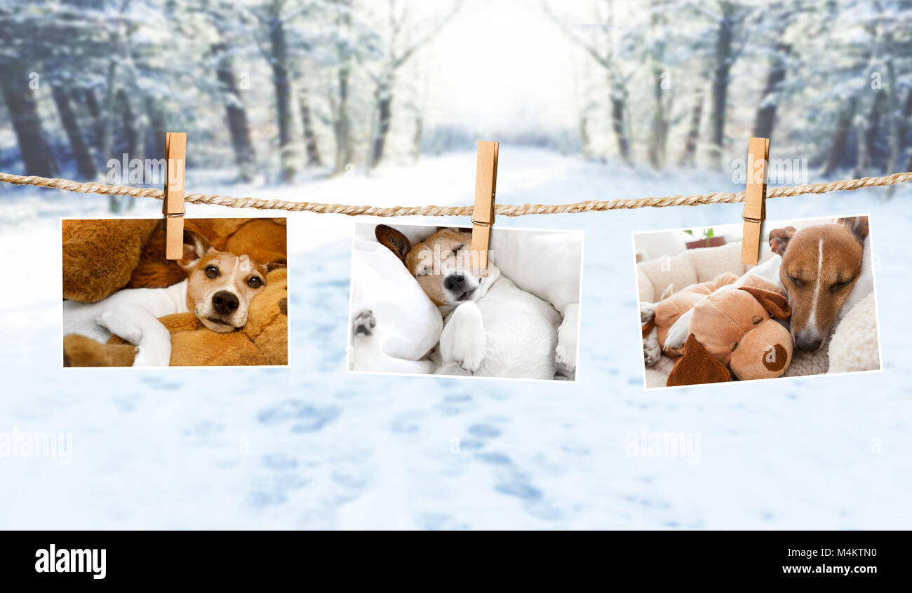 photos of dogs hanging on a string with clothespin, cuddly and warm in ...