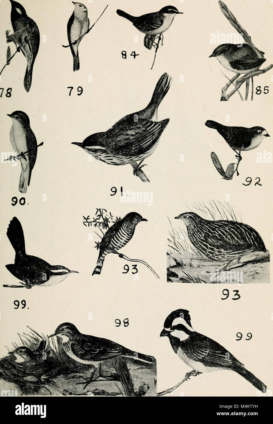 The 'Australian Bird Maps' (1922) provide detailed illustrations and ...