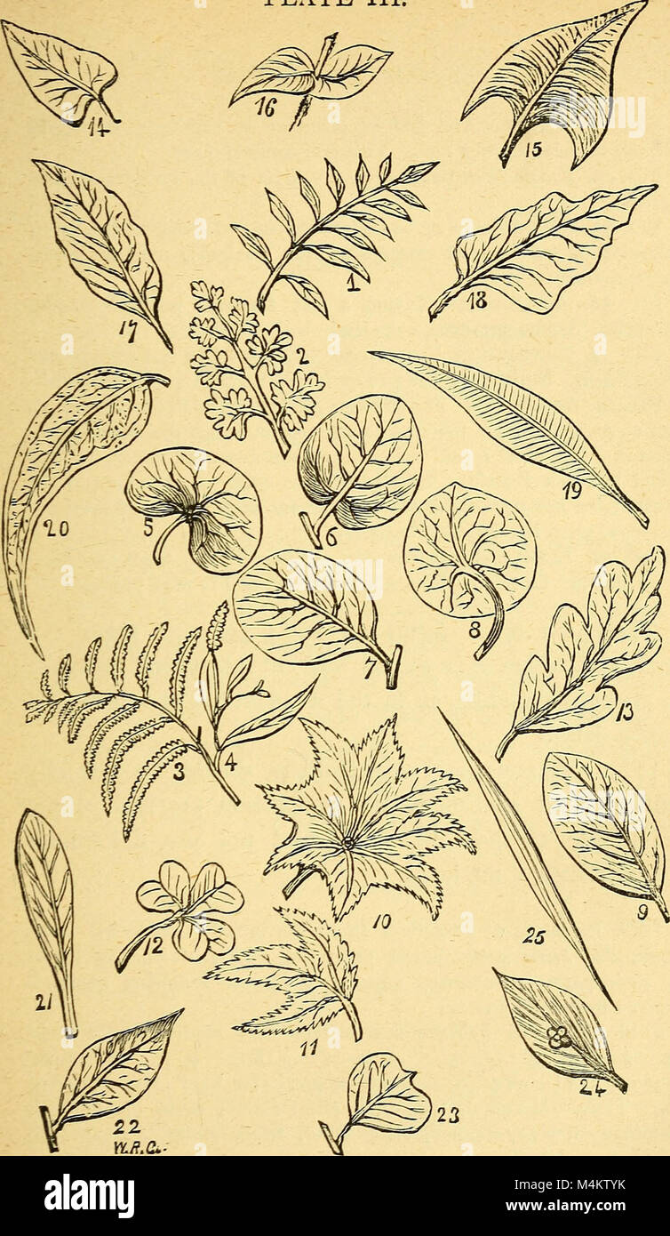 This 1884 book on Australian botany provides a comprehensive overview ...