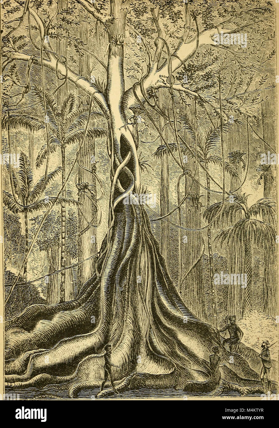 'Australian Botany' (1884) is a botanical guide designed for ...